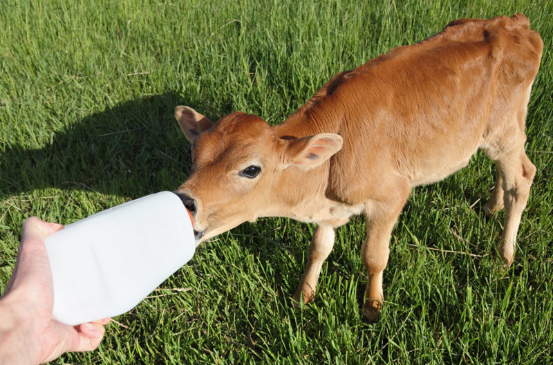 Feed Additives Archives - SABO